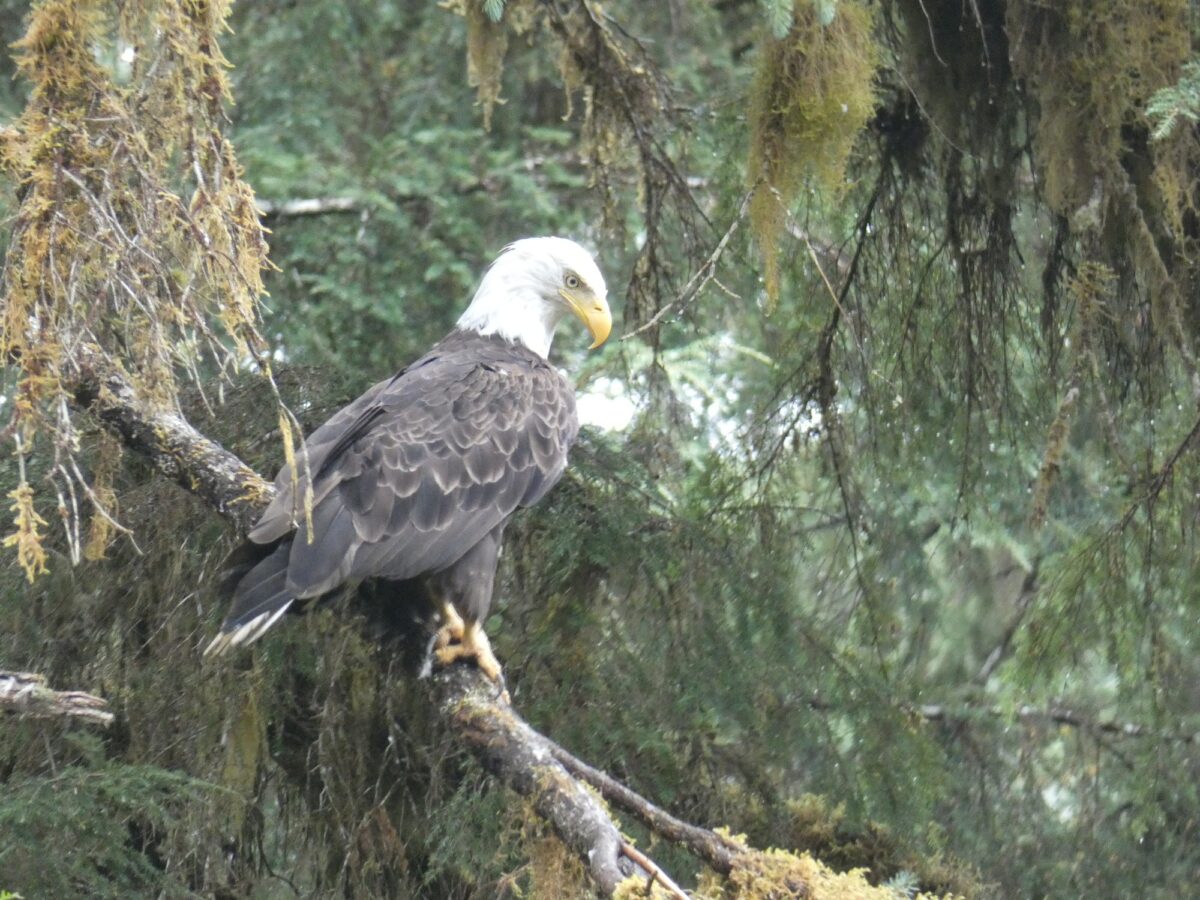 8 Photos of Animals in Alaska to Brighten Your Day