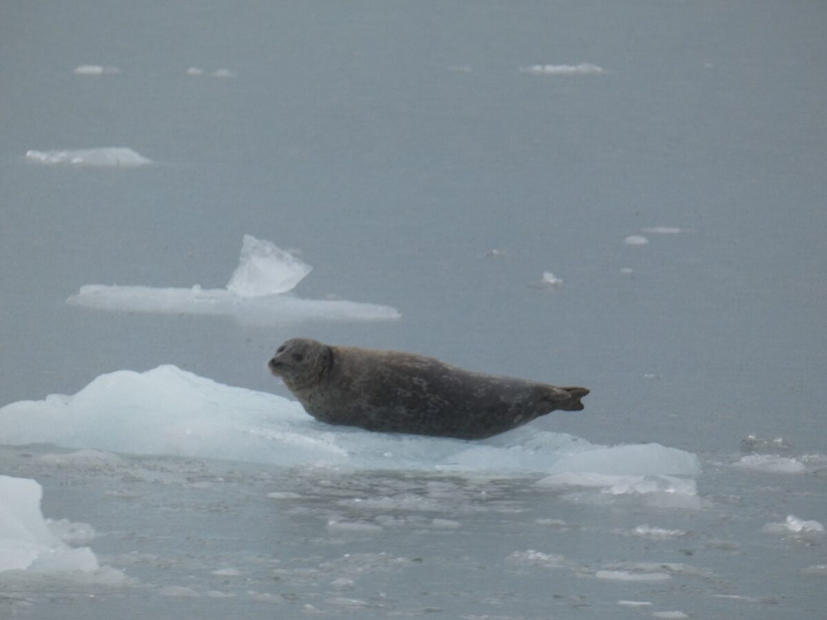 8 Photos of Animals in Alaska to Brighten Your Day
