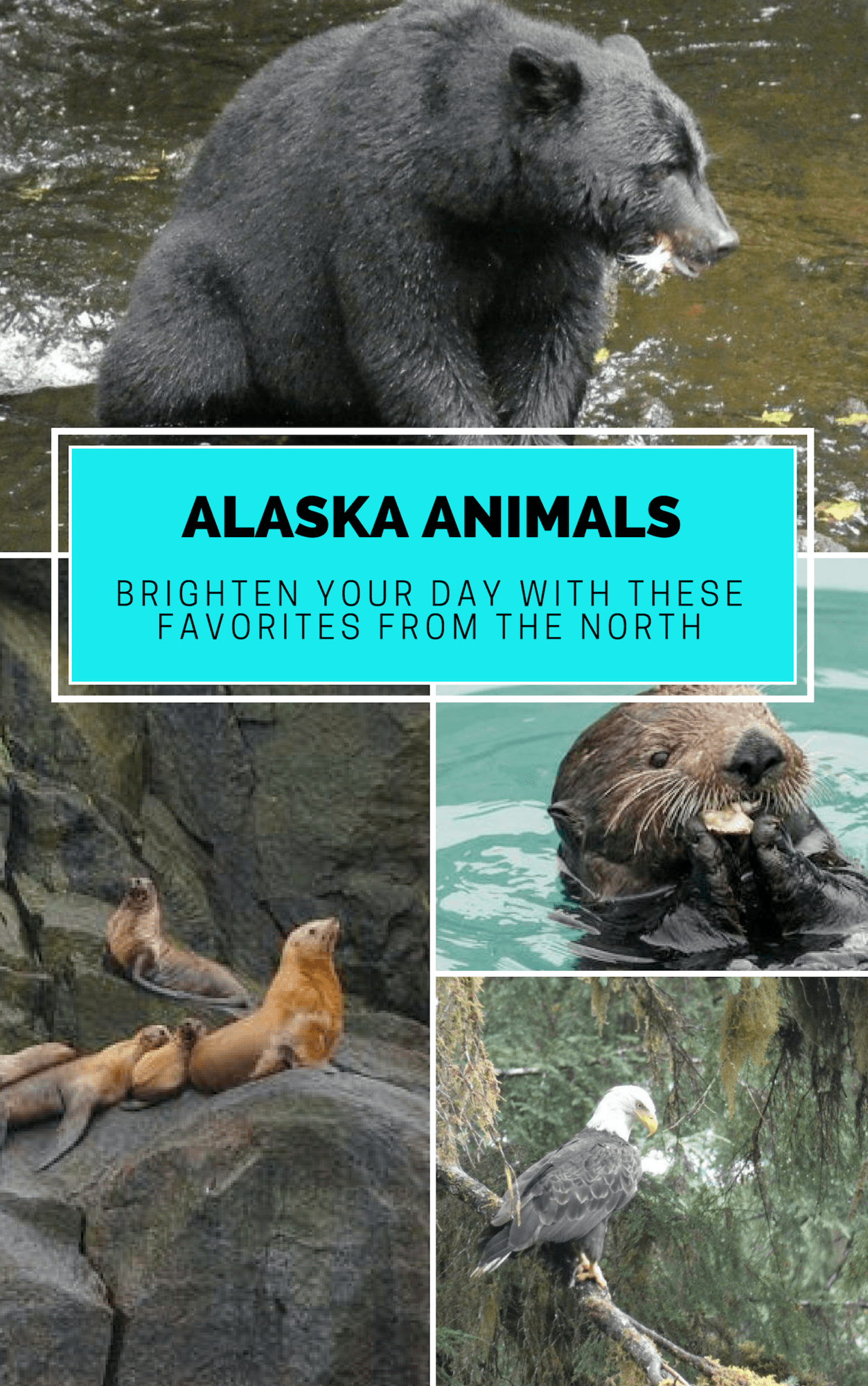 8 Photos of Animals in Alaska to Brighten Your Day