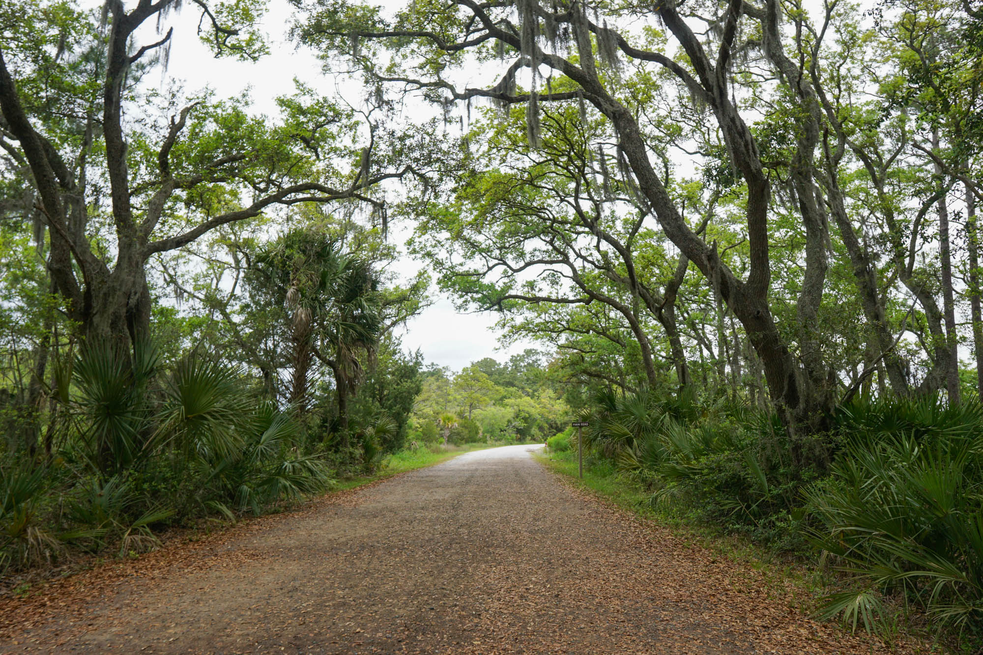 Go for a Half Day Hike at Pinckney Island in Hilton Head