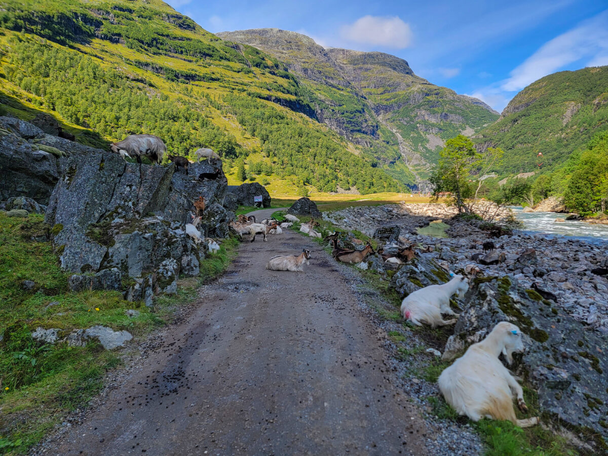 The Flam Railway and Biking Combo is a Must Do